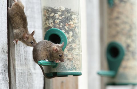 Mice Control, Prevention and Proofing in Blackheath